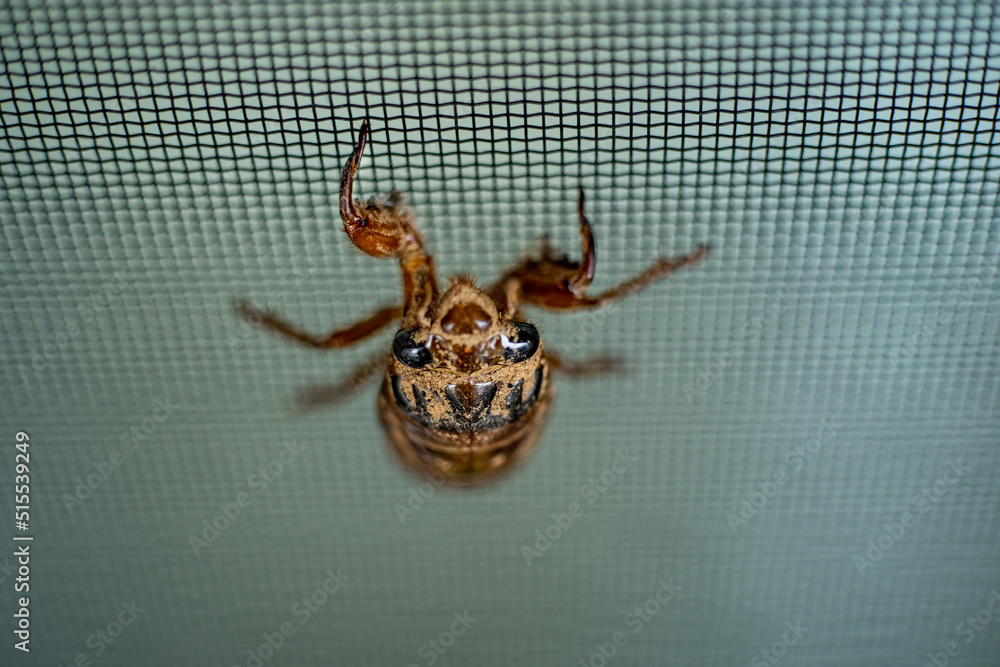 larvae of cicada is walking up on a screen for window in Japan. Stock ...