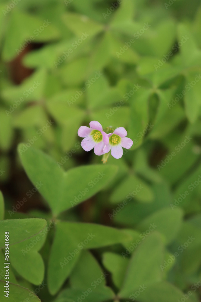 Oxalis acetosella latifolia plant in bloom in the garden. Oxalis ...
