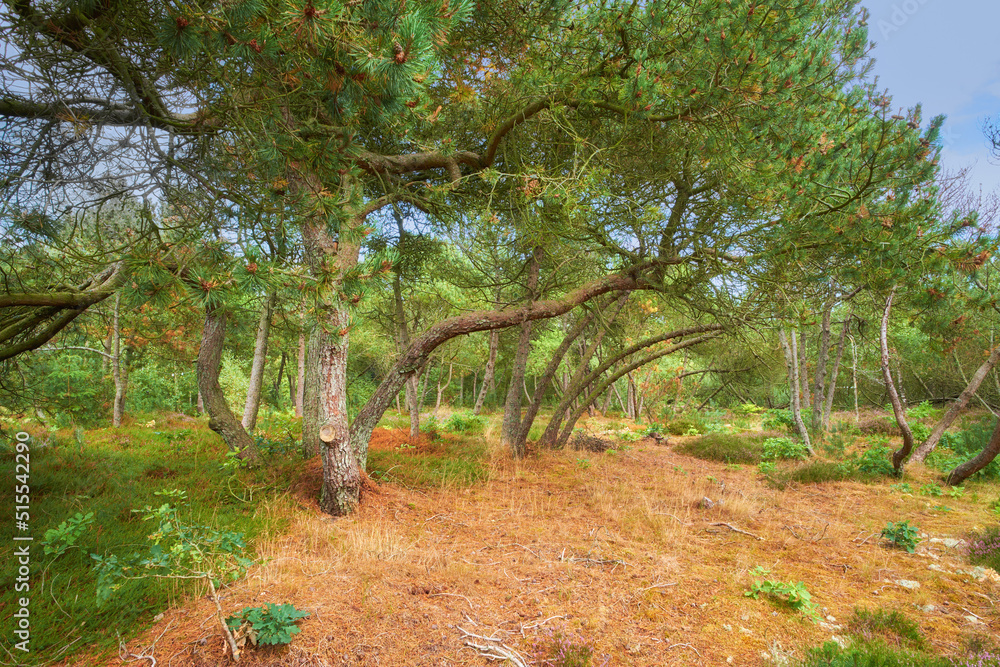 Foto de Forest with bent trees and green plants in Autumn. Landscape of ...