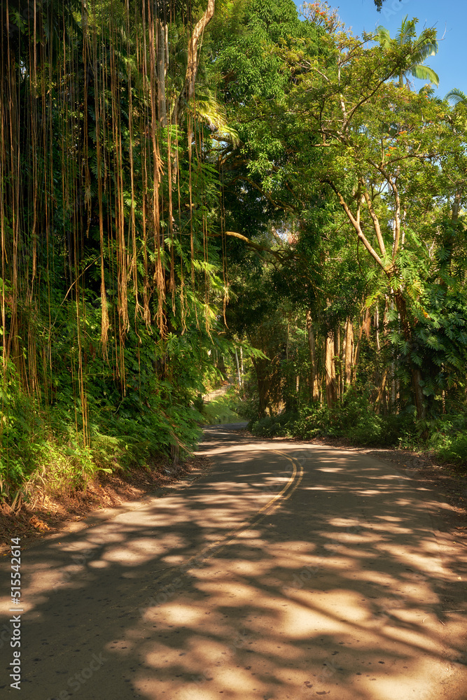 Banyan trees of Oahu on a sunny day with overgrown wilderness, vines ...