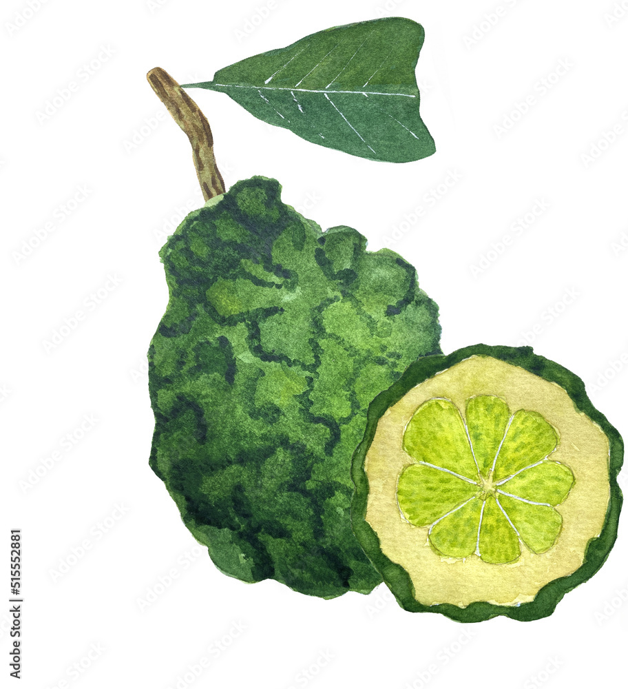 Watercolor illustration of bergamot fruit. Whole bergamot and cut Stock ...