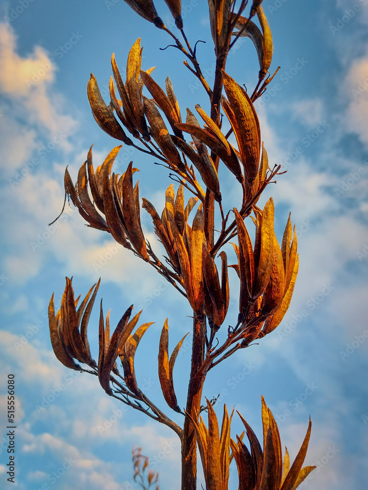 Flower stem of a New Zealand flax plant, harakeke, traditionally used ...