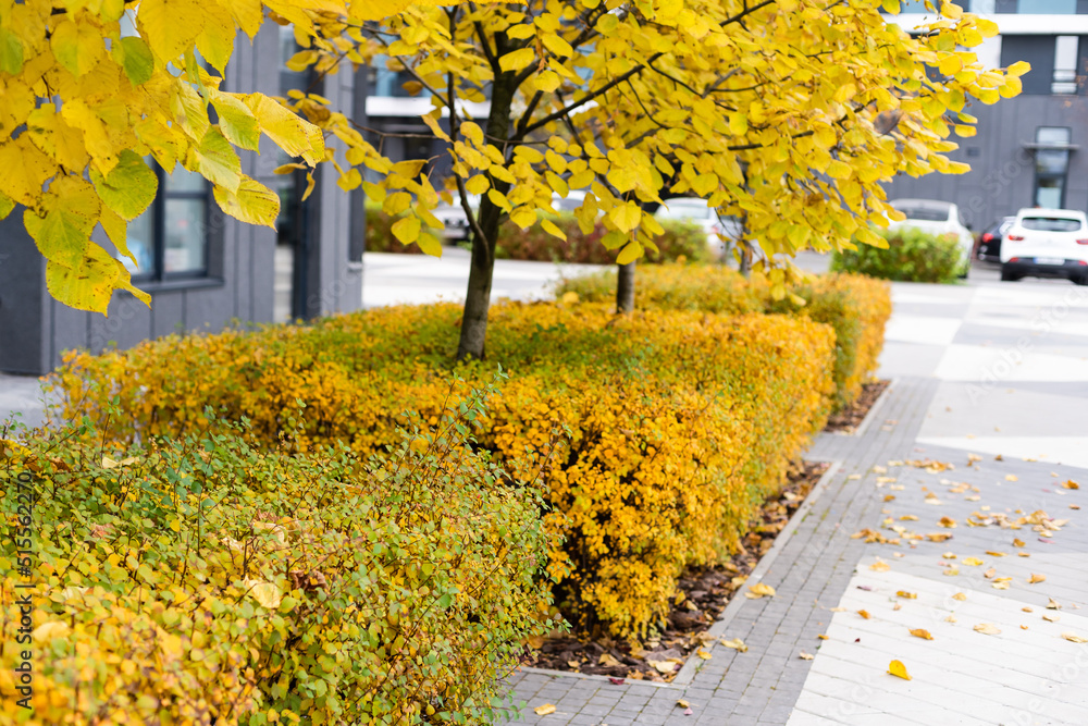 apartment building complex in fall season with colorful autumn leaves ...