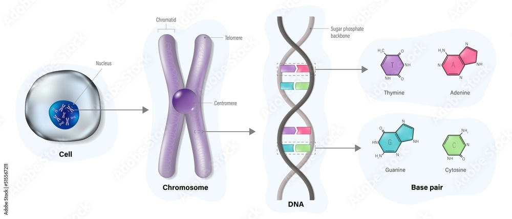 Diagram of Cell structure, Chromosome, DNA(Deoxyribonucleic Acid) and ...