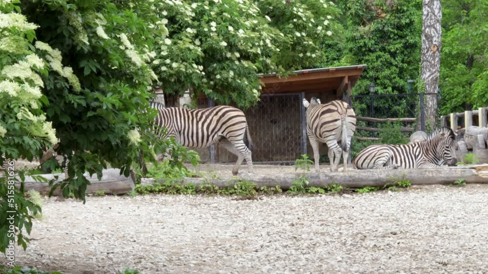 many zebra animals in yard zoopark,club.zebras are resting,relaxing ...
