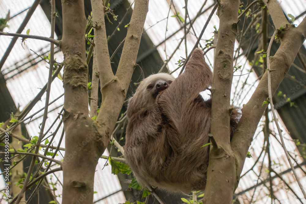 Sloths spend most of their lives hanging upside down in the trees of the tropical rainforests ...