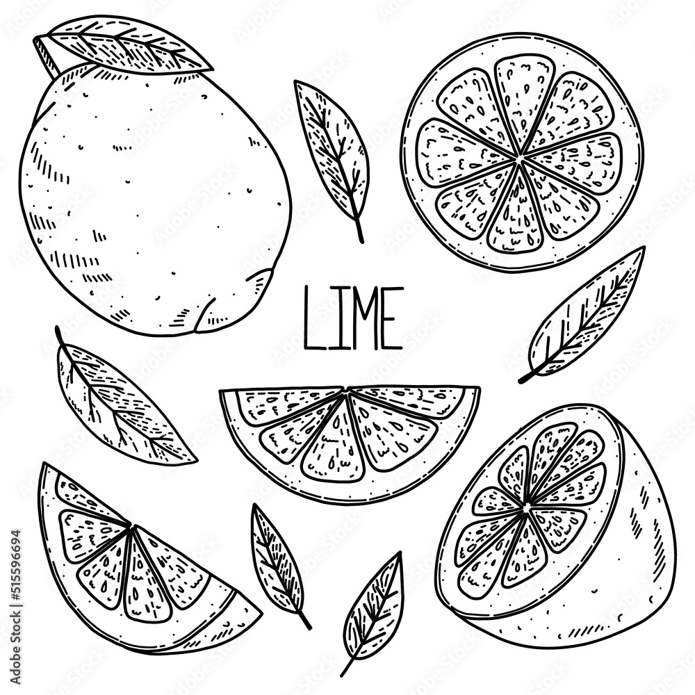 Hand drawn sketch style vector lime set isolated on white background ...