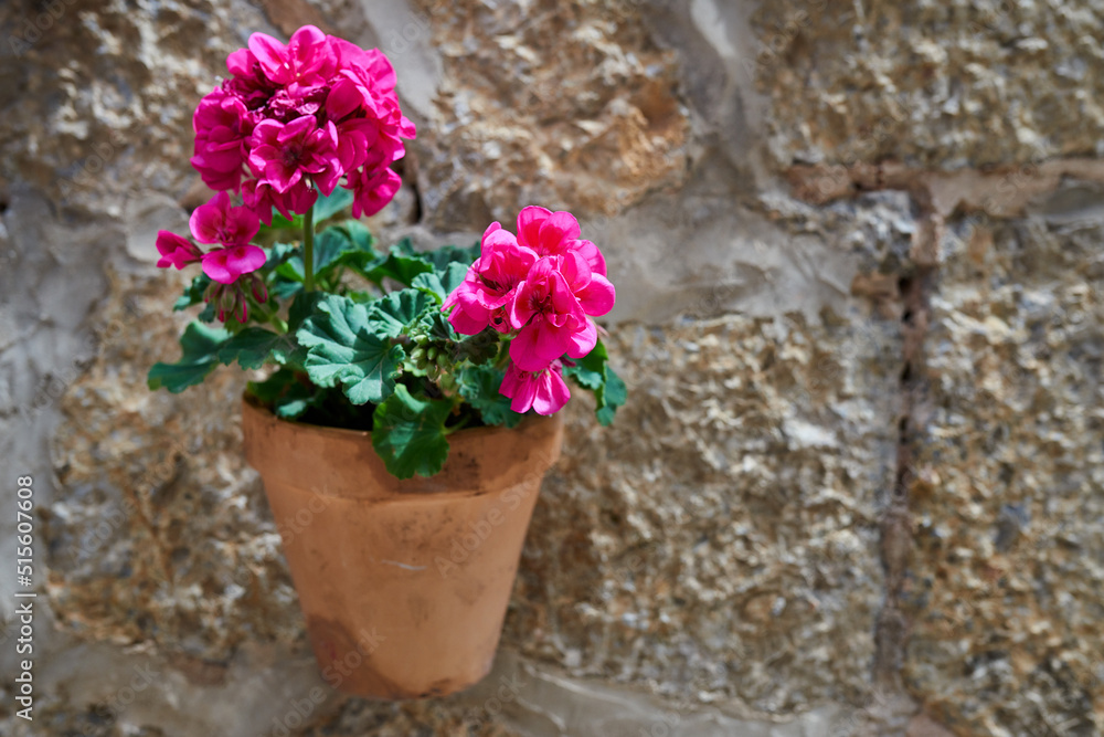 Pelargonium zonale is Pelargonium native to southern Africa in western ...