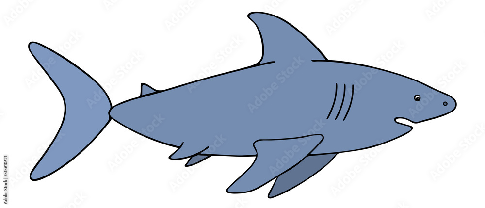 Shark. Color vector illustration. Large predatory marine fish. An ...