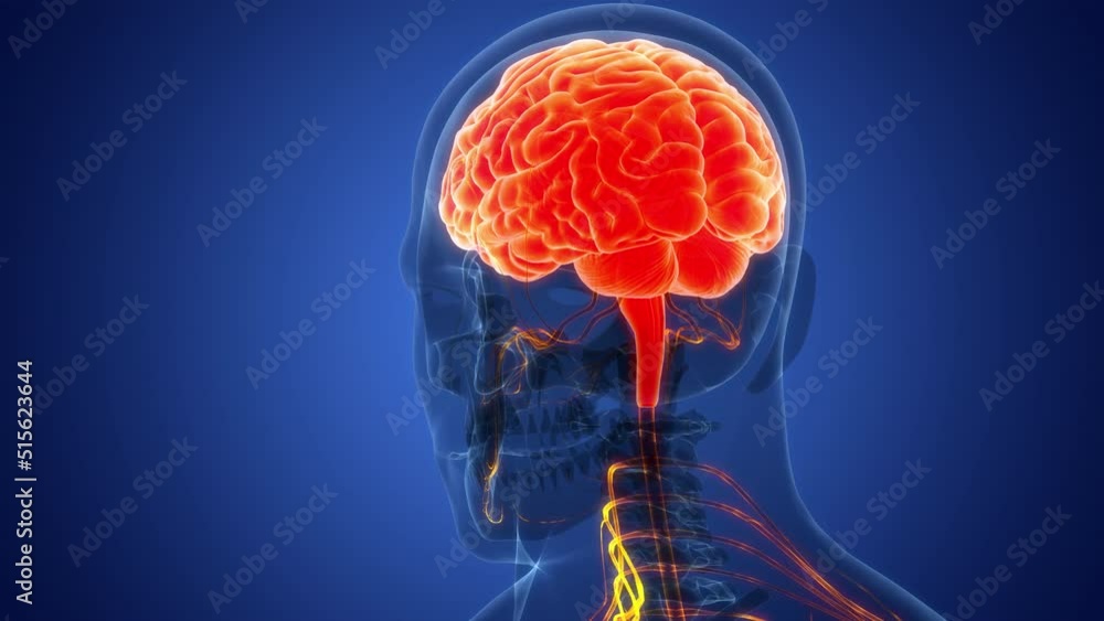 Central Organ of Human Nervous System Brain Anatomy Animation Concept ...