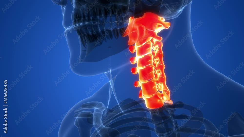 Spinal Cord Vertebral Column Cervical Vertebrae of Human Skeleton ...
