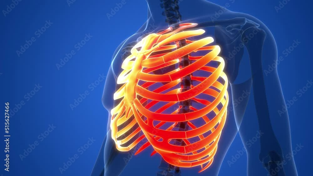 Human Skeleton System Rib Cage Bone Joints Anatomy Animation Concept ...