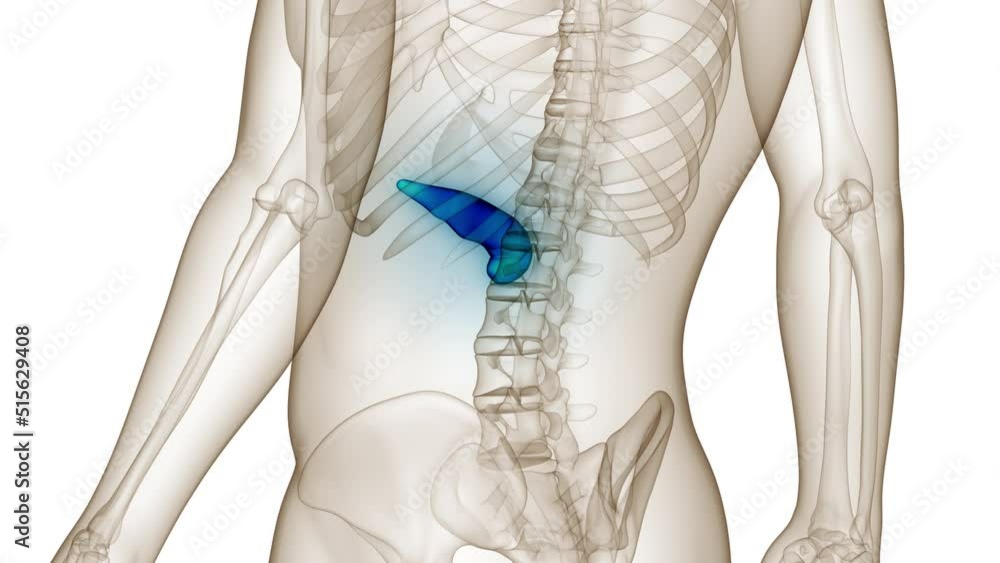 Vidéo Stock Human Internal Organ Pancreas Anatomy Animation Concept ...