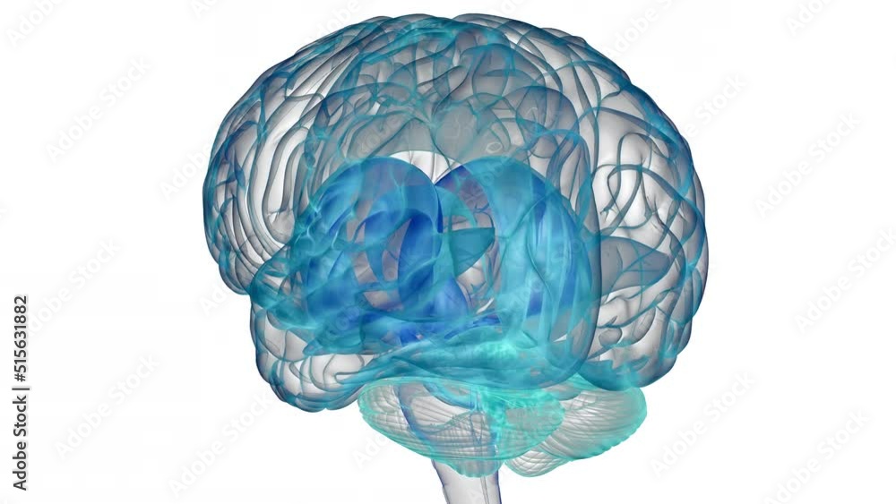 Central Organ of Human Nervous System Brain Anatomy Animation Concept ...