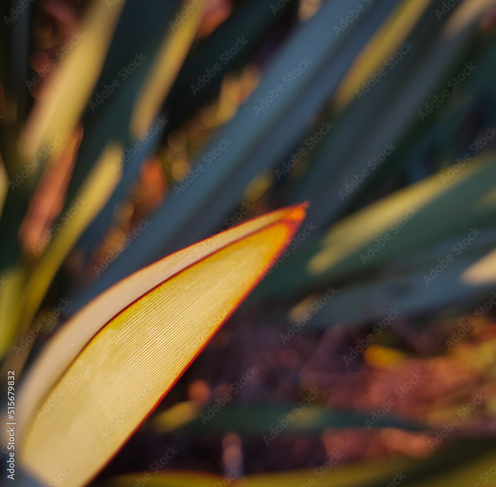Close up of pointy baby leaf, New Zealand flax plant, harakeke ...