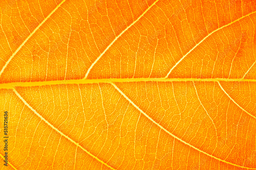 Texture of a orange leaf as backgroun Stock Photo | Adobe Stock