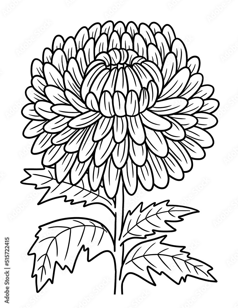 Chrysanthemum Flower Coloring Page for Adults Stock Vector | Adobe Stock