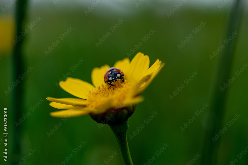 Insectos en flores del campo Stock Photo | Adobe Stock
