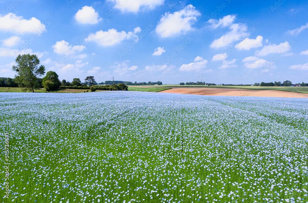 Champ de lin en fleur en Seine-Maritime Stock Photo | Adobe Stock