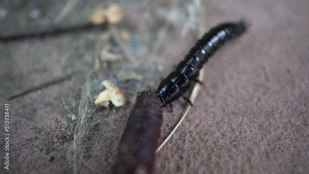 A black elongated beetle eats a worm. An aggressive insect attacked an ...