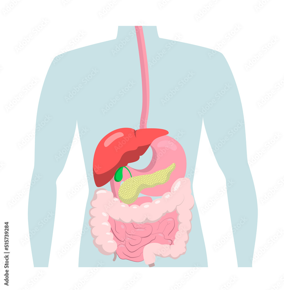 Concept of digestive system shown on the human body silhouette at the ...