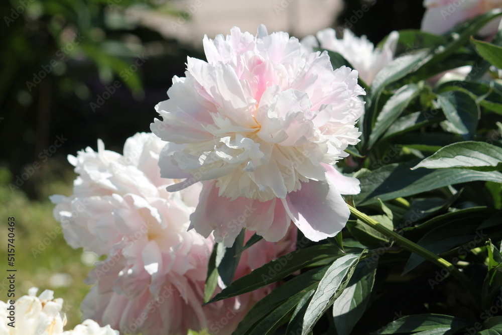 Pink-white double flower of Paeonia lactiflora (cultivar Maya ...