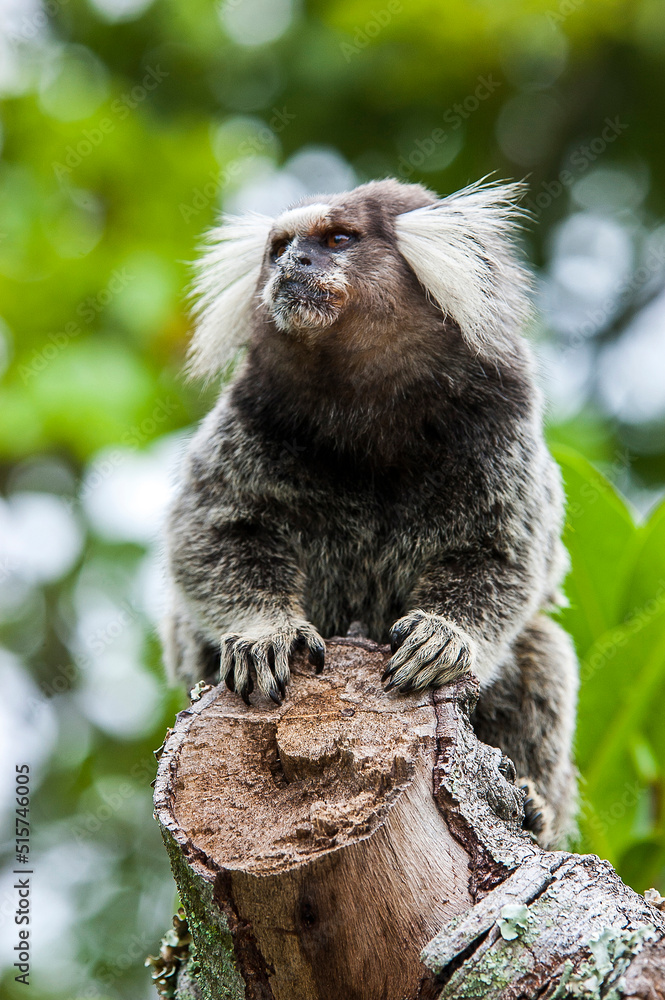 portrait of a marmoset sitting on a stump Stock Photo | Adobe Stock