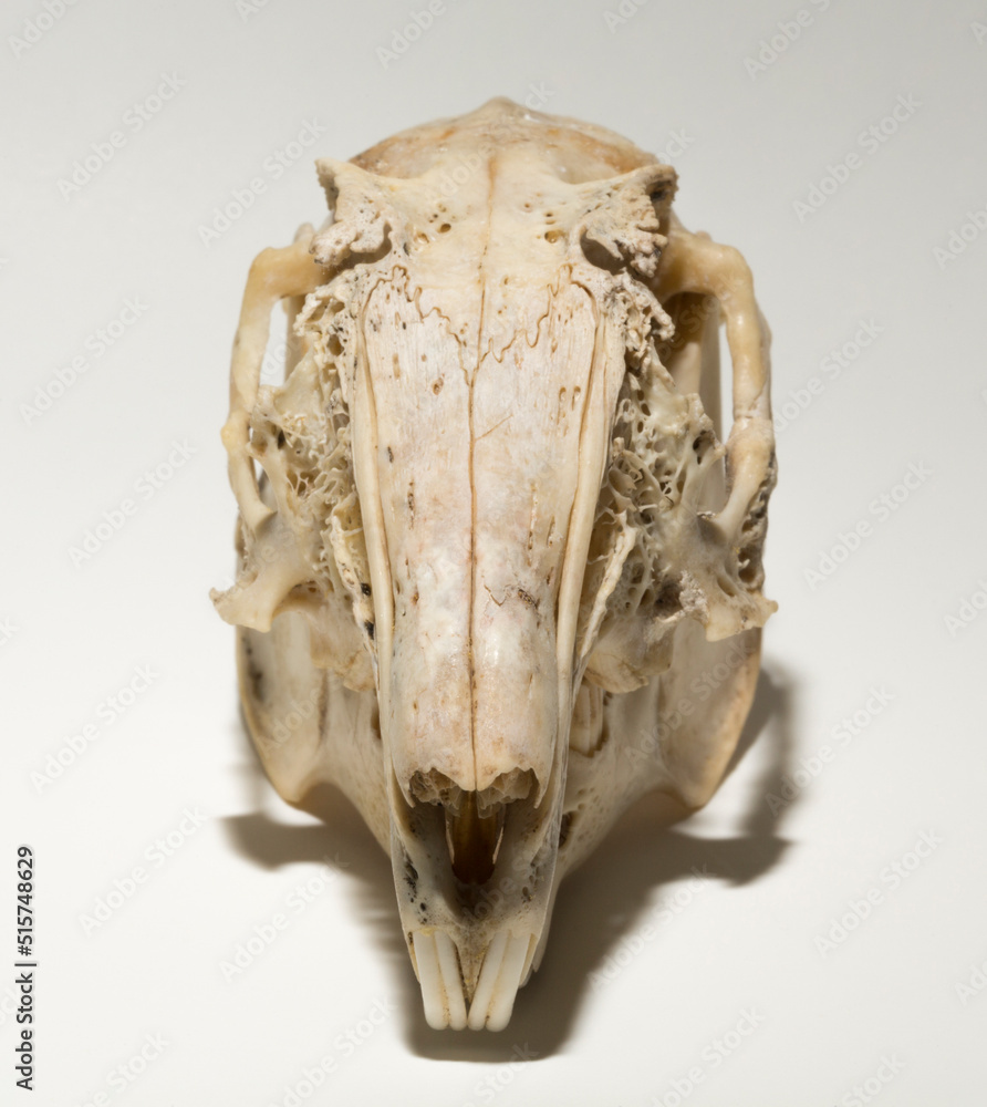 Skull of a hare on a white background. Rodent - (Lepus timidus). The ...