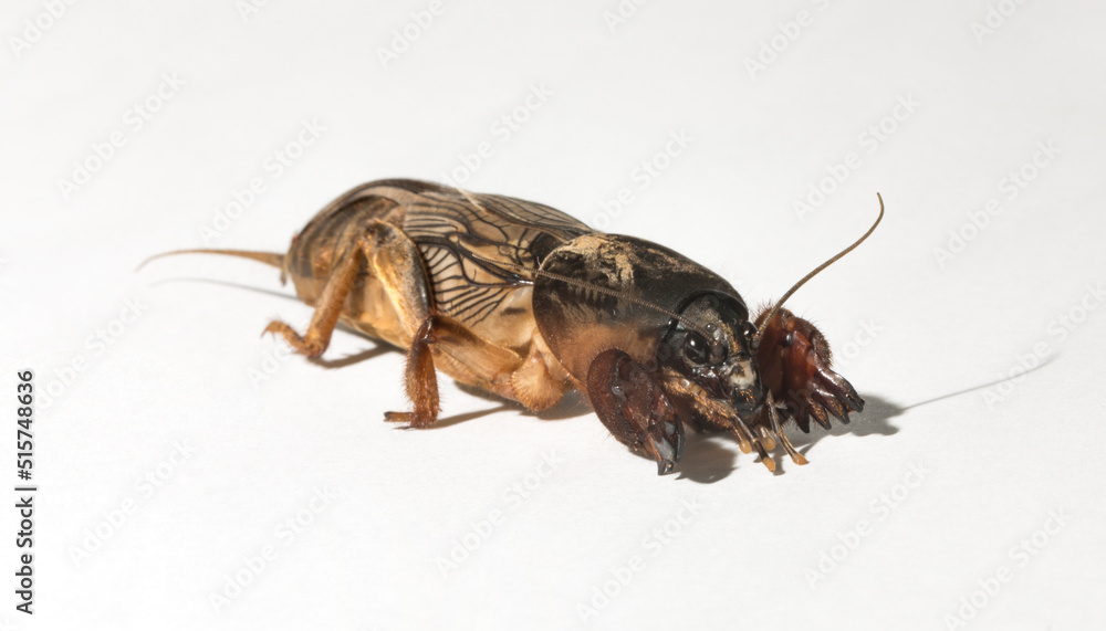 Gryllotalpa, commonly known as the European mole cricket. An insect ...