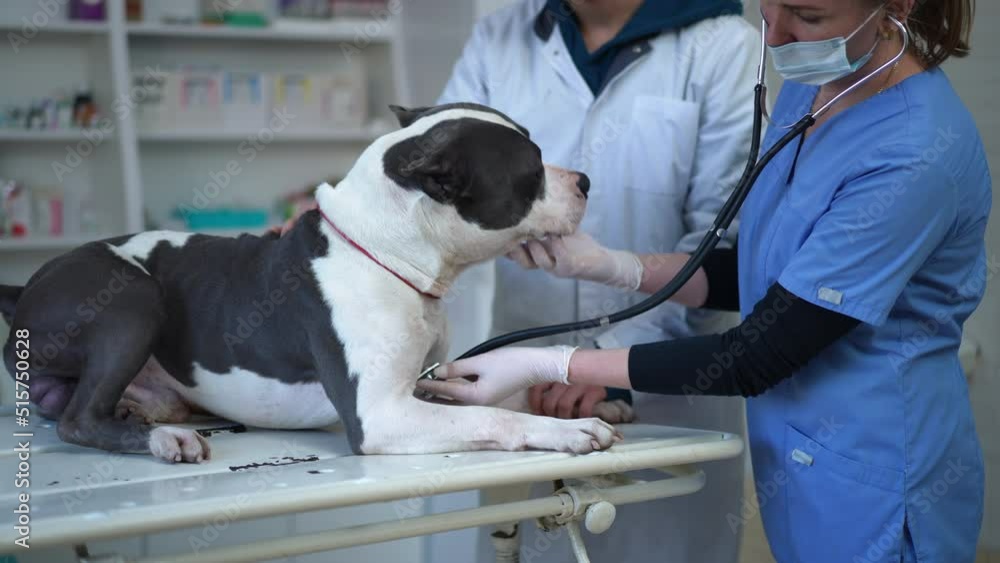 Side view worried scared dog in veterinary clinic with woman listening ...