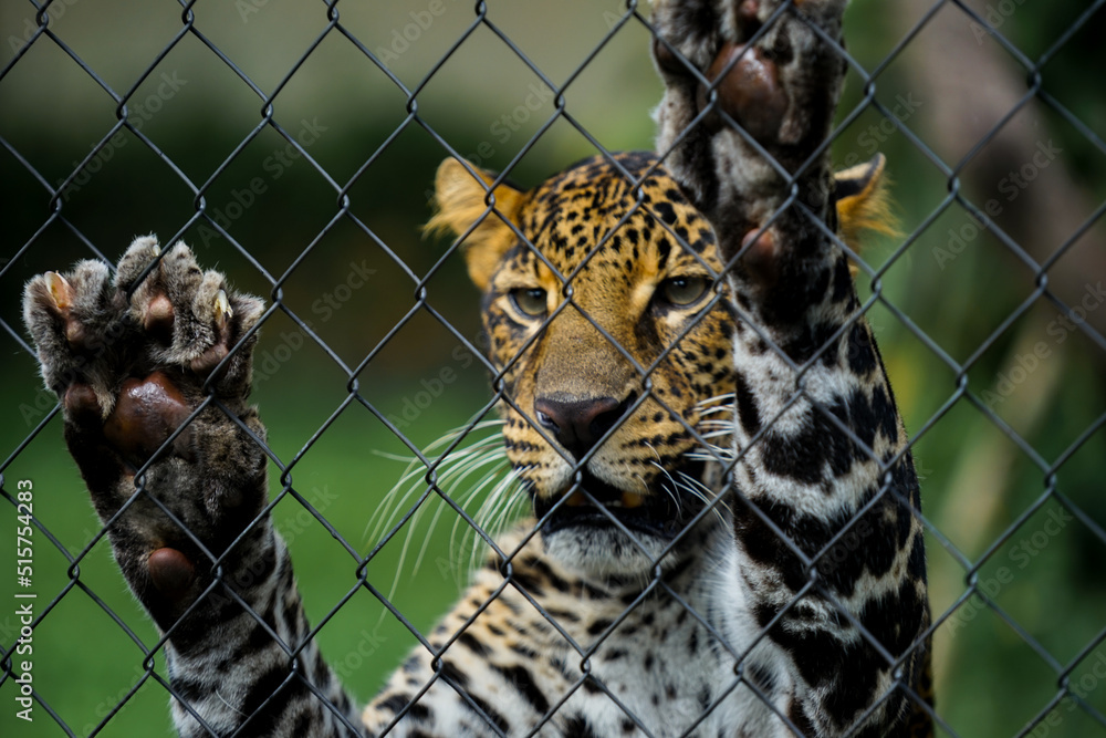 Picture of a leopard standing and holding cage, this photo was taken at ...