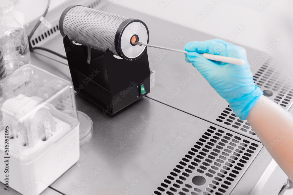 Sampling with bacteriological loop of material colonies microorganisms ...