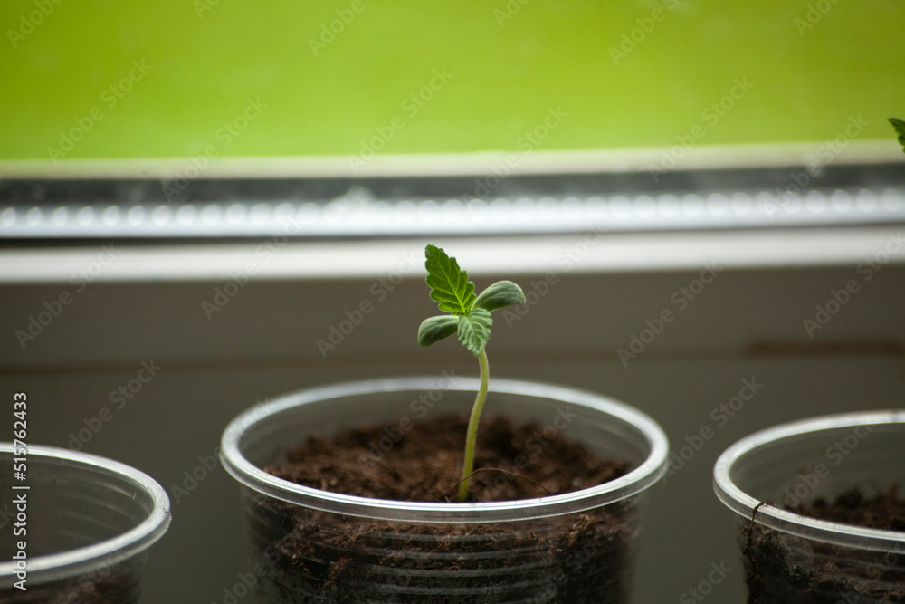 Sprout of marijuana in ground. Growing plants at home. Sprout on window ...