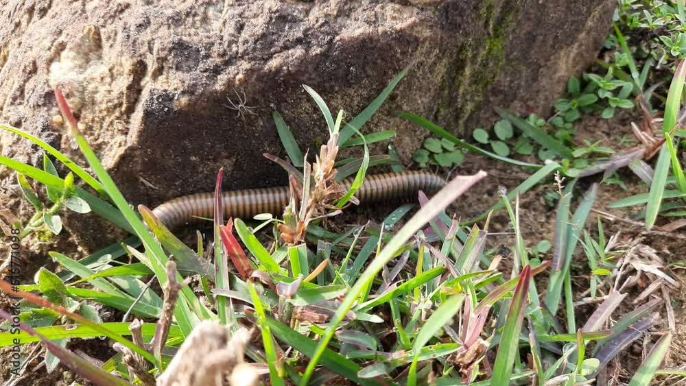 Millipede walking the field in rainy season. Red Millipedes. It is a ...