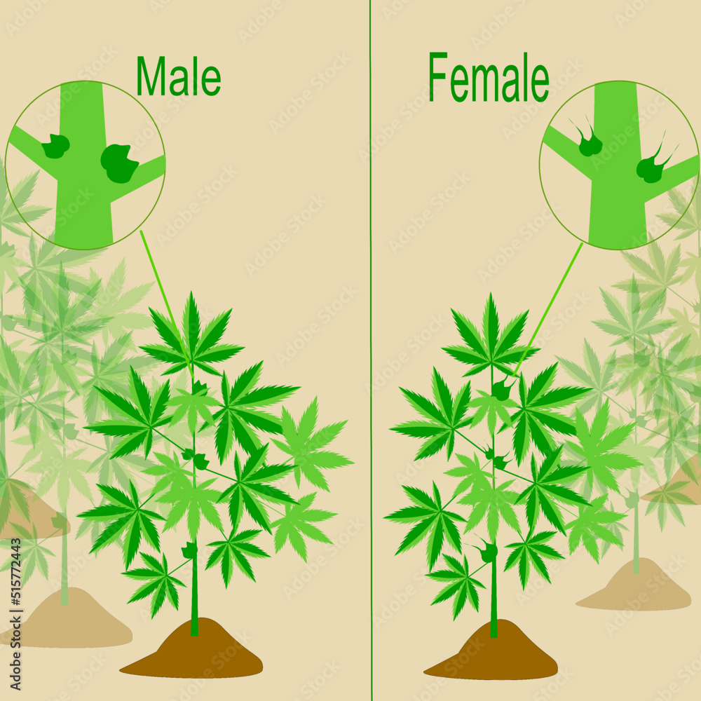 Cannabis leaf identifying of male and female, Natural hemp product ... Cannabis leaf identifying of male and female, Natural hemp product ...