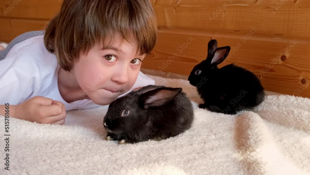 Vidéo Stock Child plays with the black rabbits. Boy and domestic ...