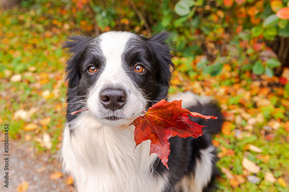 Funny puppy dog border collie with orange maple fall leaf in mouth ...
