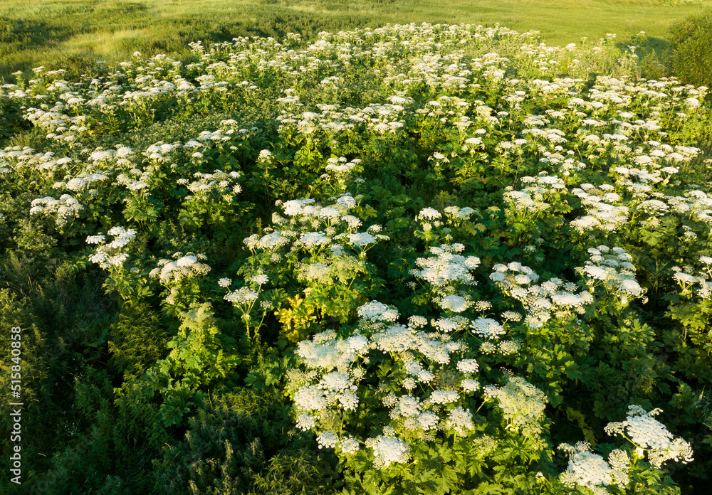 Hogweed Killer Flowers. Giant hogweed in field. Dangerous plants ...