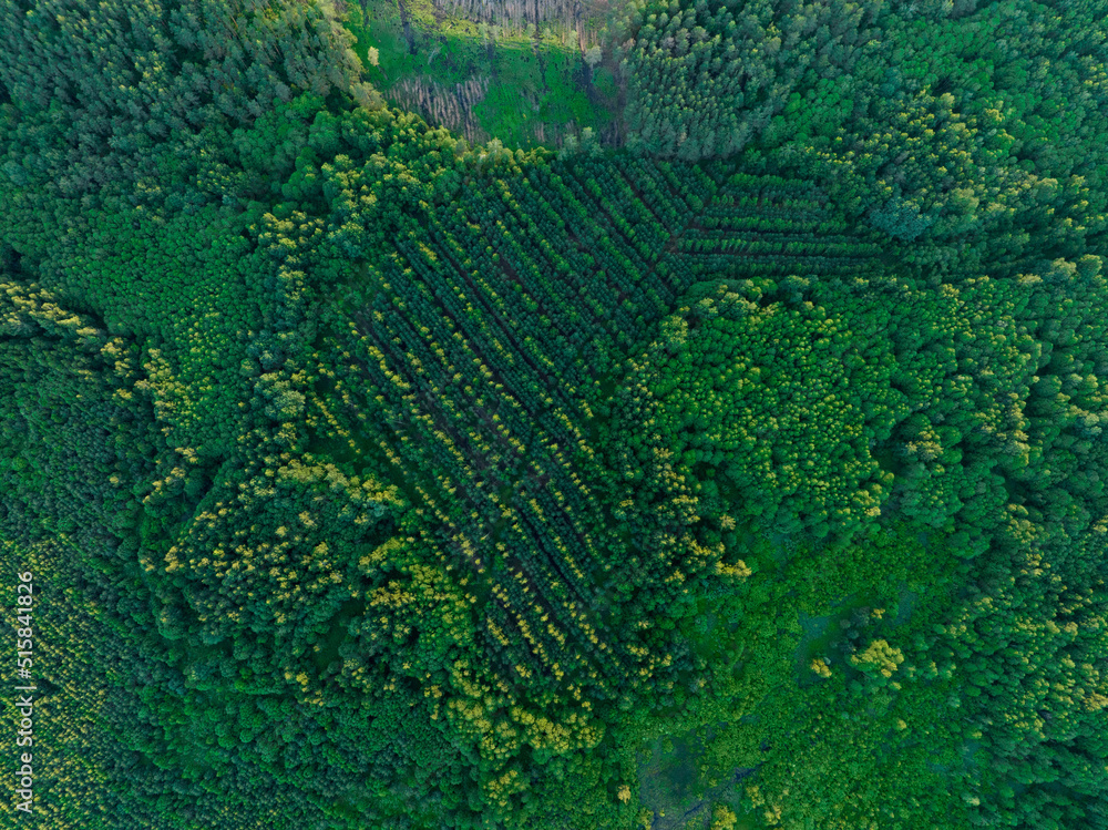 Foto de Forest destruction and felling of trees, drone view ...