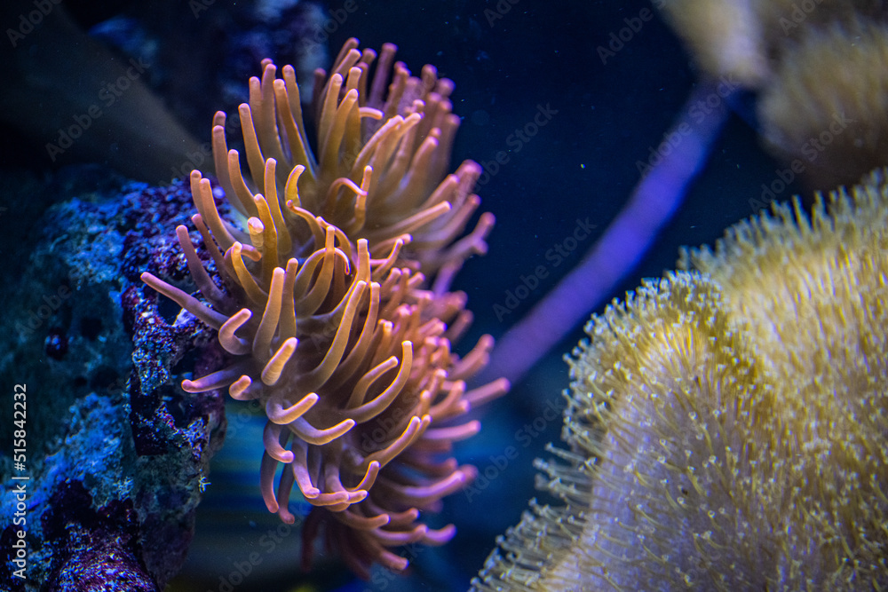 Flower sea living coral and reef color under deep dark water of sea ...
