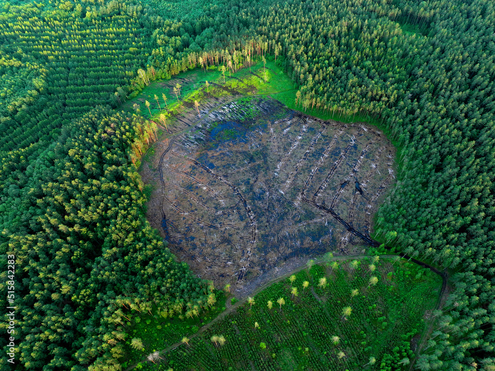 Foto de Forest destruction and felling of trees, drone view ...