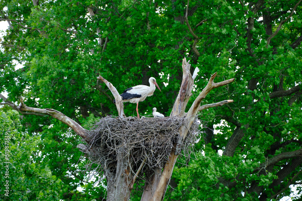 common white stork , flying bird in the summer or spring time of the ...