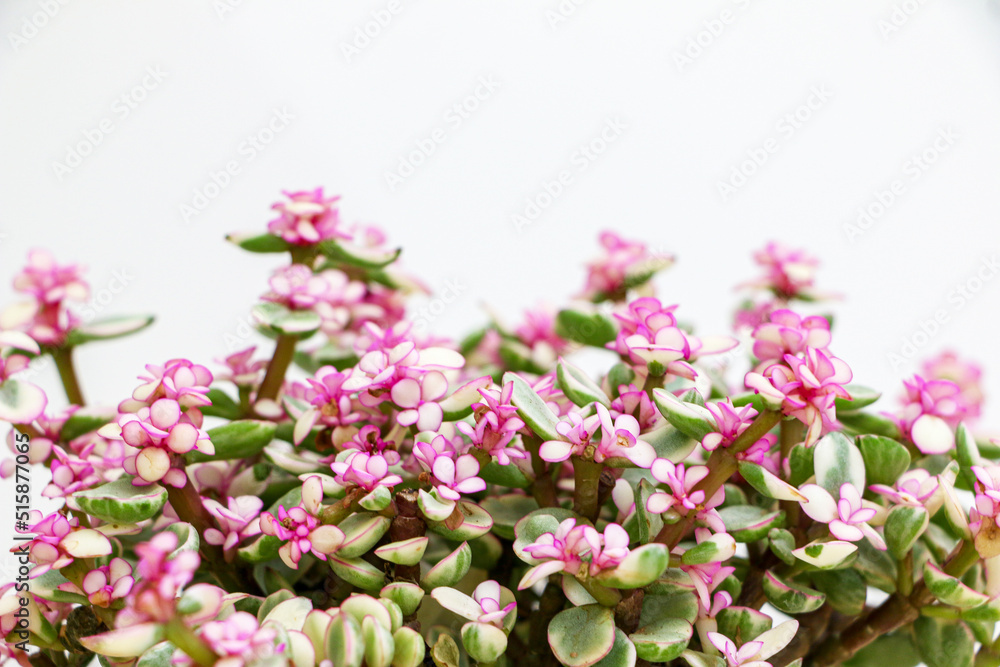 Vibrant green and pink colours of blooming Portulacaria Afra succulent ...