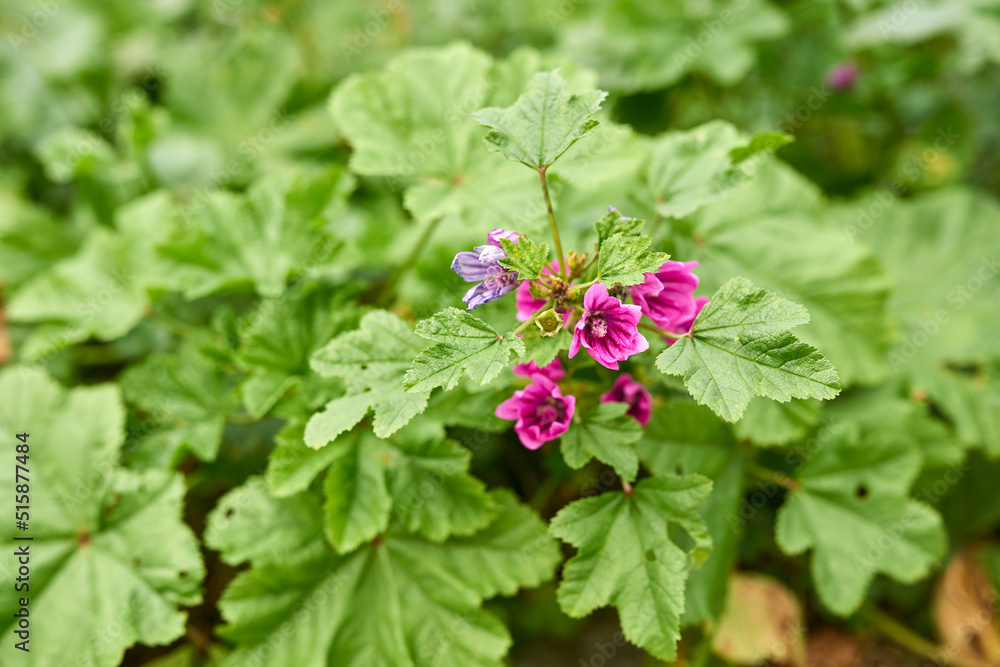 Malva sylvestris is mallow genus Malva in family of Malvaceae and is ...