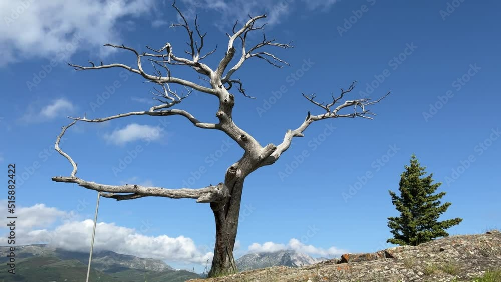 The famous Burmis Tree outside Crowsnest Pass in southern Alberta Stock ...