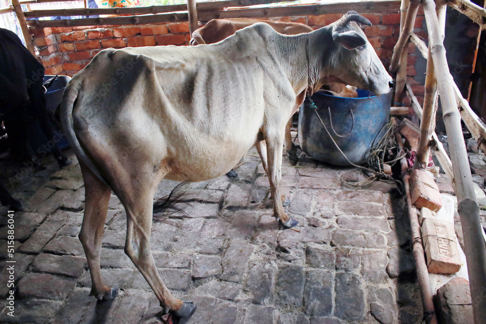 A skinny thin cow rests in a cowshed Stock Photo | Adobe Stock