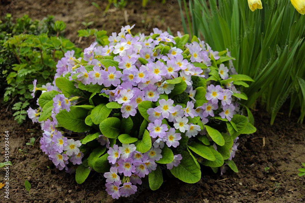 Blooming primula elatior in the flowerbed in the yard. Blue primrose of ...