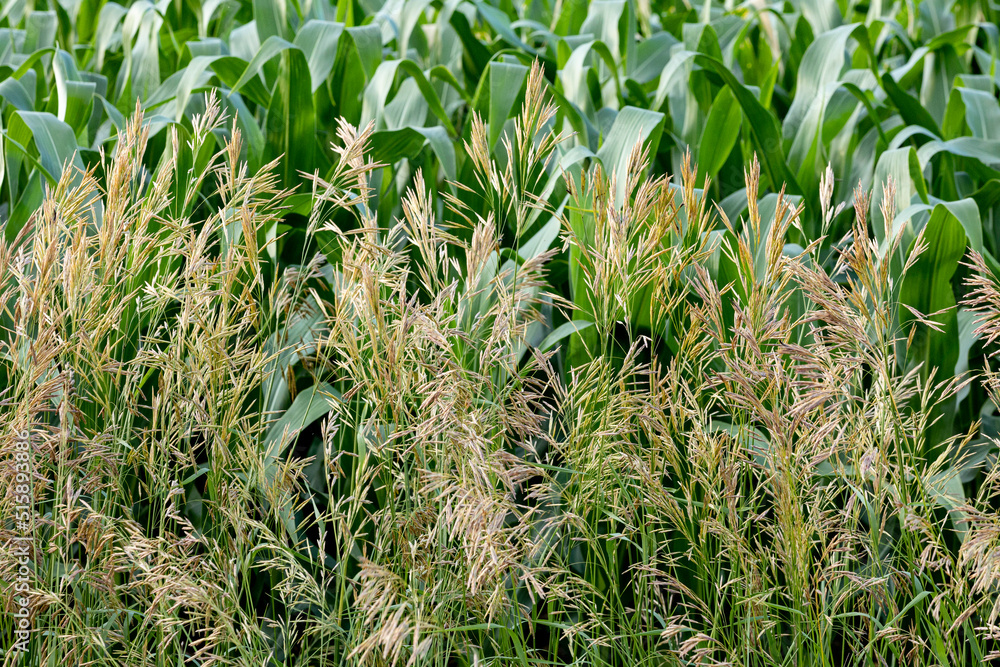 Bromegrass seedheads next to field corn plants. Stock Photo | Adobe Stock