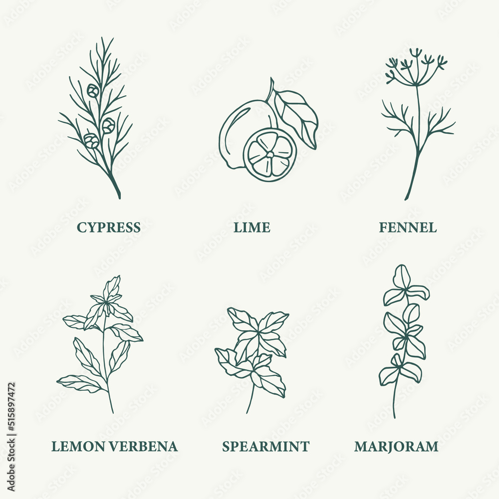 Lemon Verbena Drawing