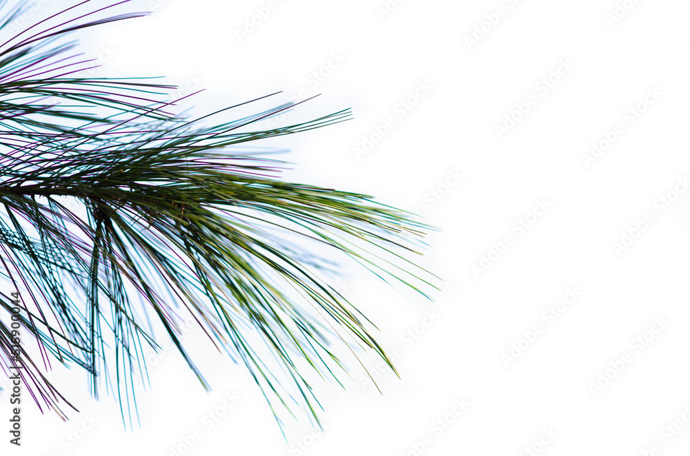 Tip of The Pine Stock Photo | Adobe Stock